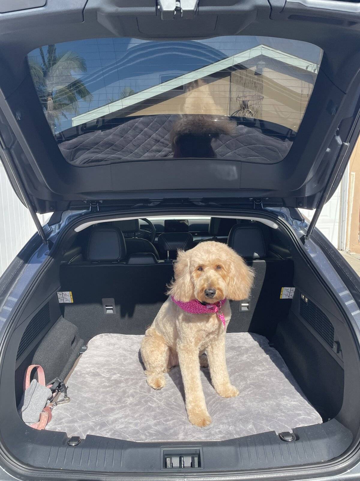 Anyone transporting large-ish dogs in the back area? | MachEforum ...