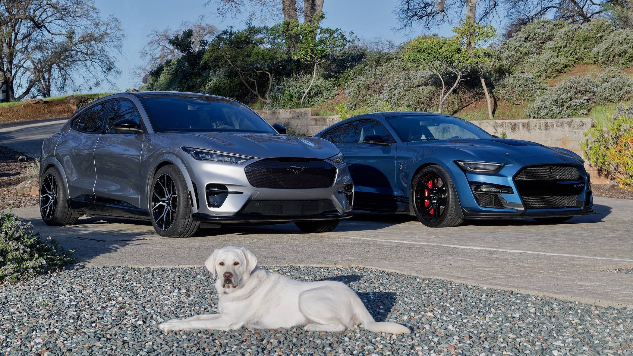 Dogs & Pets in Your Mach-E (Photo Edition) | Page 13 | MachEforum ...